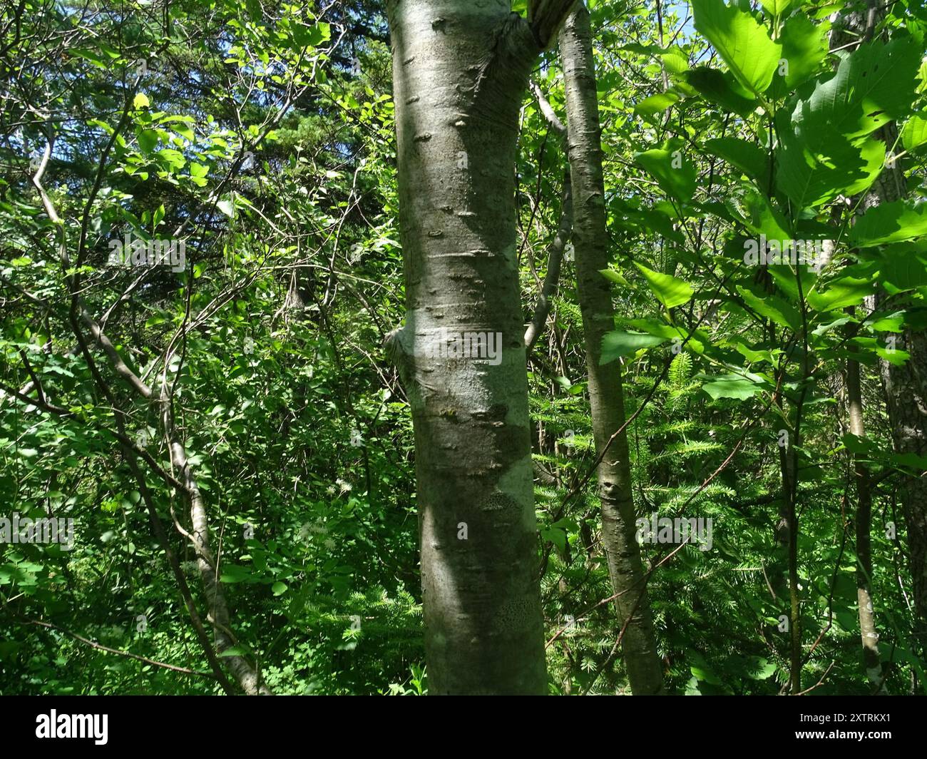 showy mountain-ash (Sorbus decora) Plantae Stock Photo - Alamy