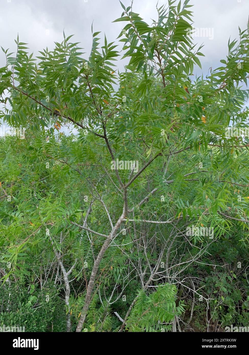 Prairie flameleaf sumac (Rhus lanceolata) Plantae Stock Photo - Alamy