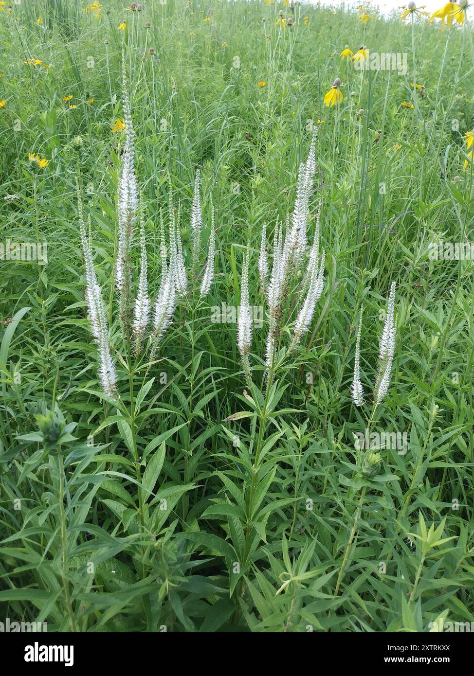 Culver's root (Veronicastrum virginicum) Plantae Stock Photo - Alamy