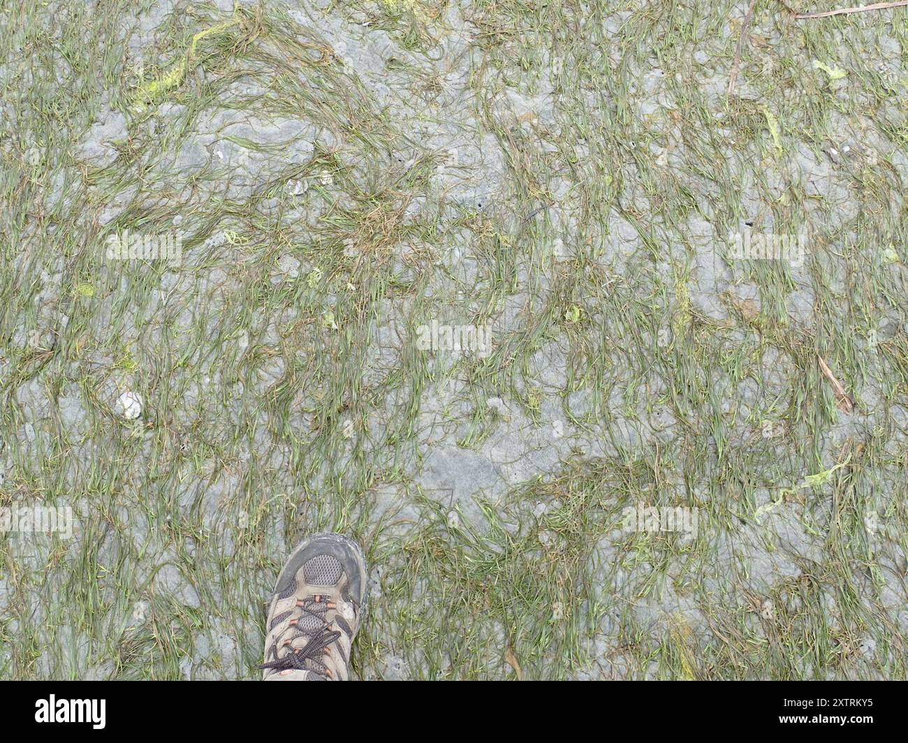 Japanese Eelgrass (Zostera japonica) Plantae Stock Photo - Alamy