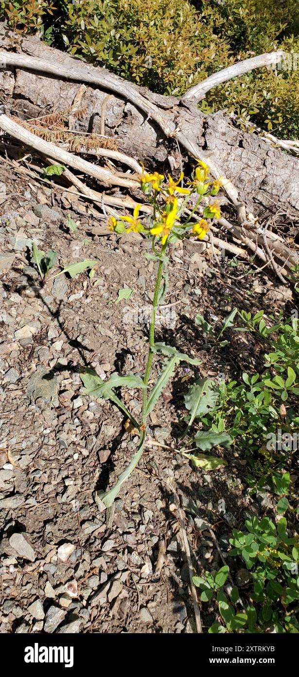 Tall western groundsel hi-res stock photography and images - Alamy