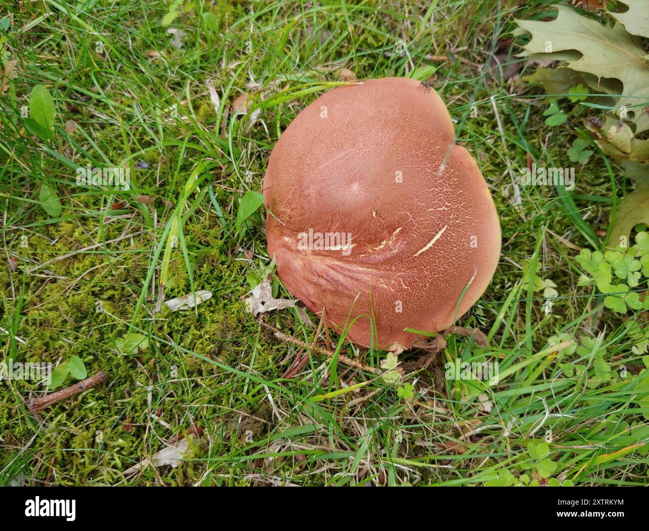 two-colored bolete (Baorangia bicolor) Fungi Stock Photo - Alamy
