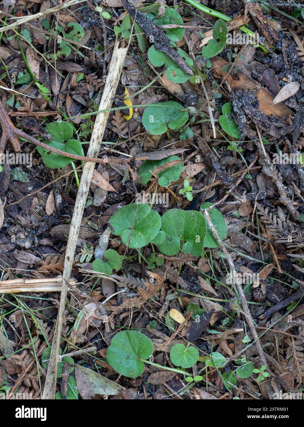 Dichondra repens hi-res stock photography and images - Alamy