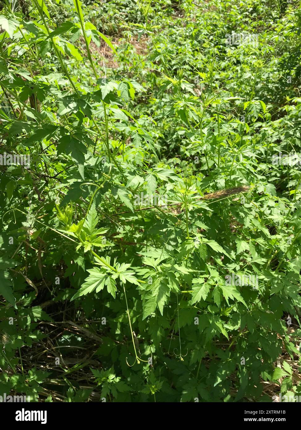Lesser Balloon Vine (Cardiospermum halicacabum) Plantae Stock Photo - Alamy