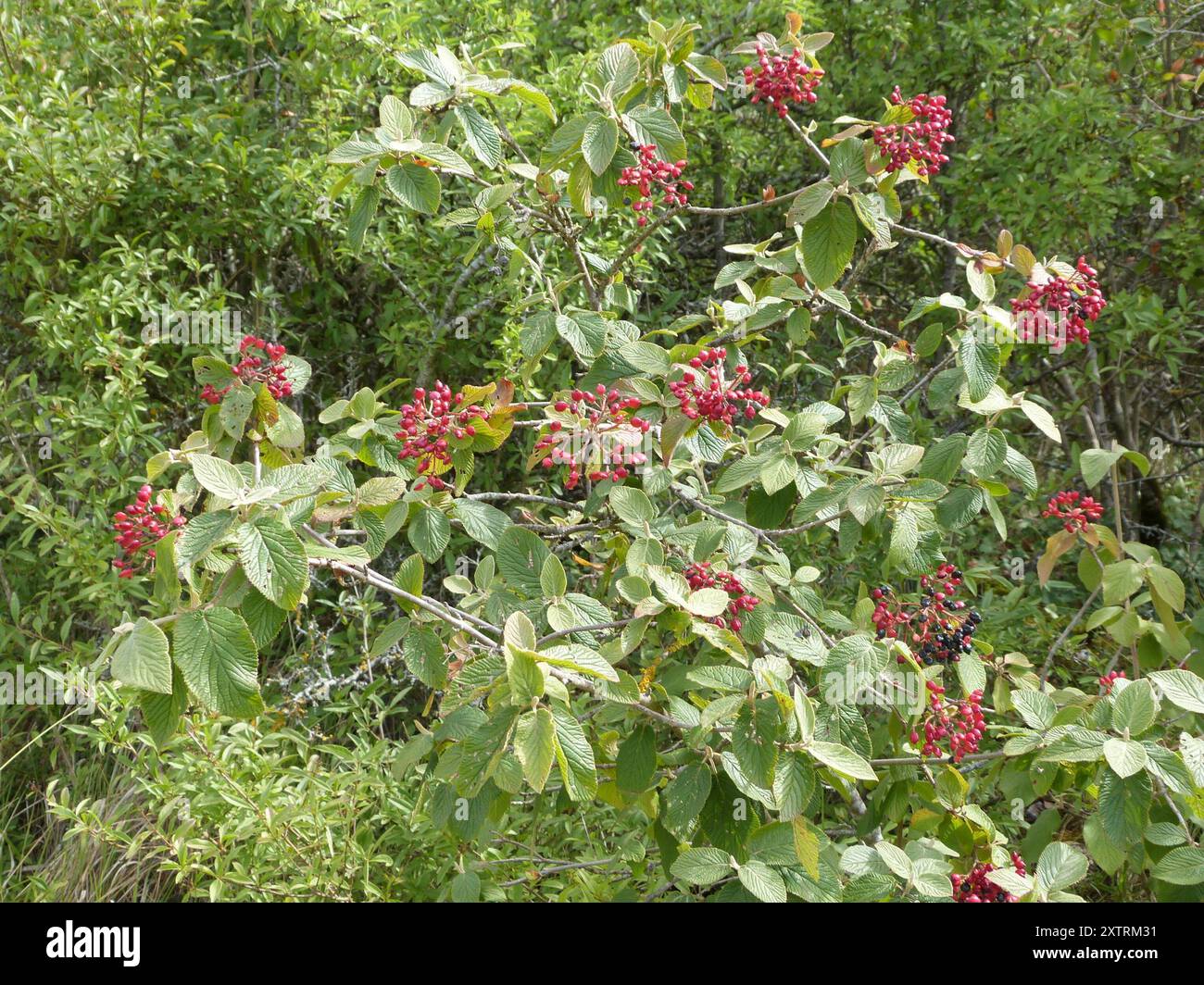 Wayfaring-tree (Viburnum lantana) Plantae Stock Photo - Alamy