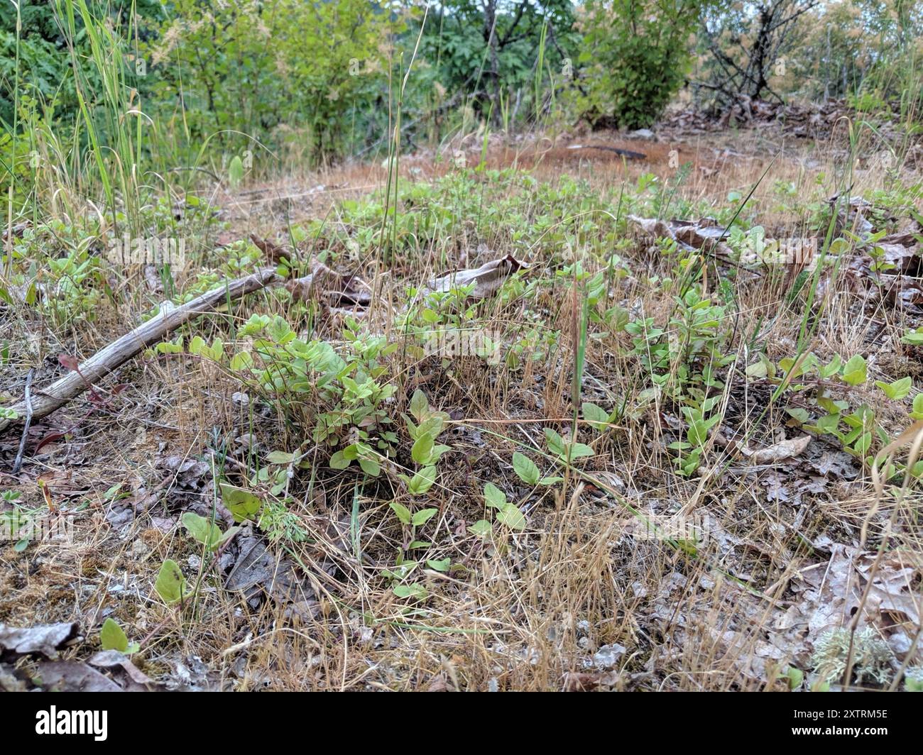 yerba buena (Clinopodium douglasii) Plantae Stock Photo - Alamy