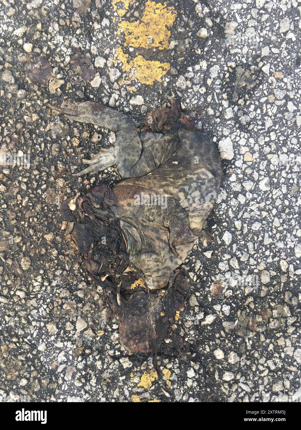 True Toads (Bufonidae) Amphibia Stock Photo - Alamy