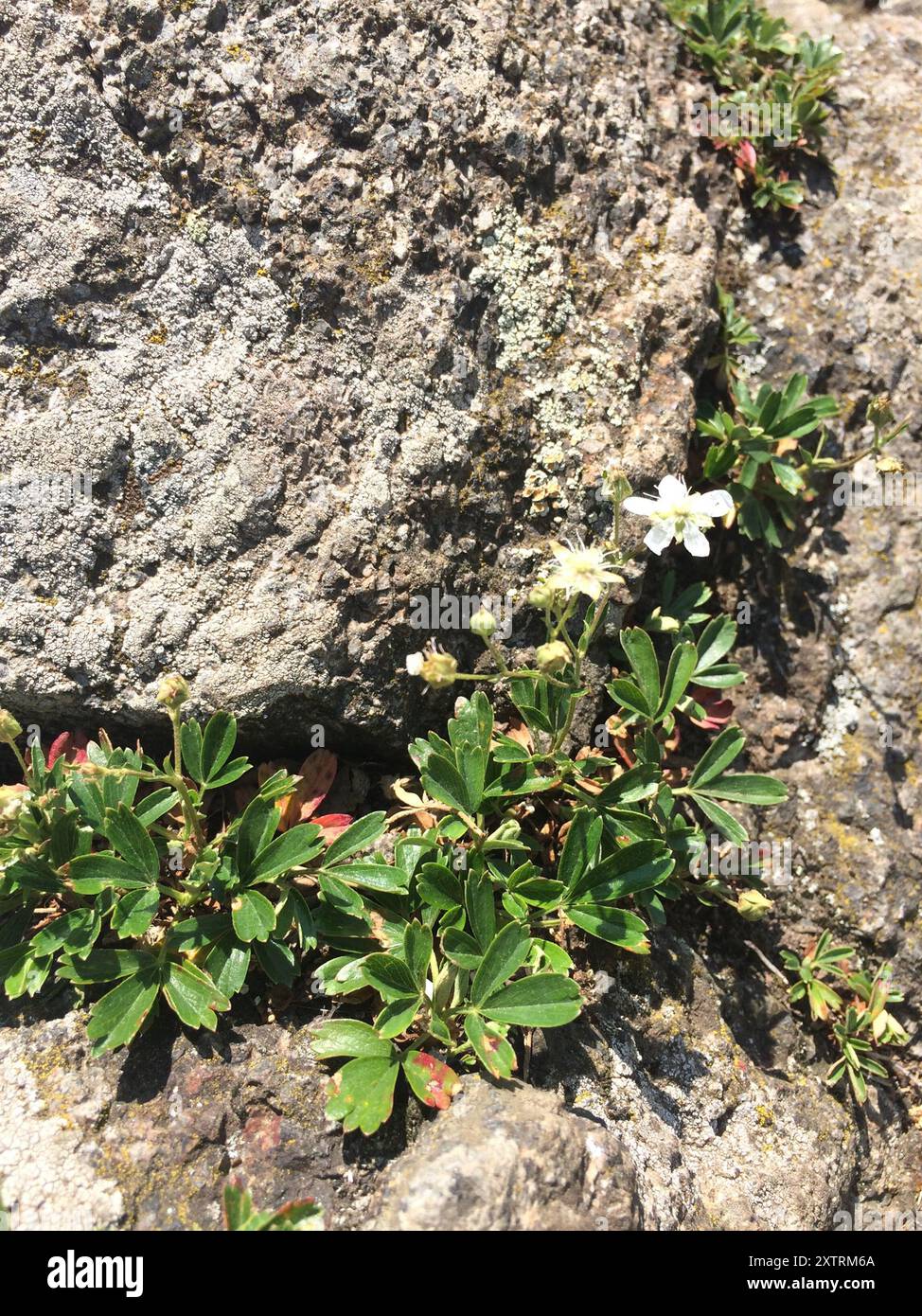 three-toothed cinquefoil (Sibbaldiopsis tridentata) Plantae Stock Photo ...