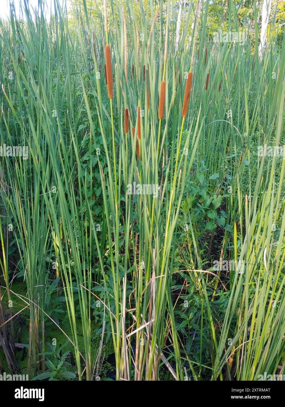 Cattails (Typha) Plantae Stock Photo - Alamy