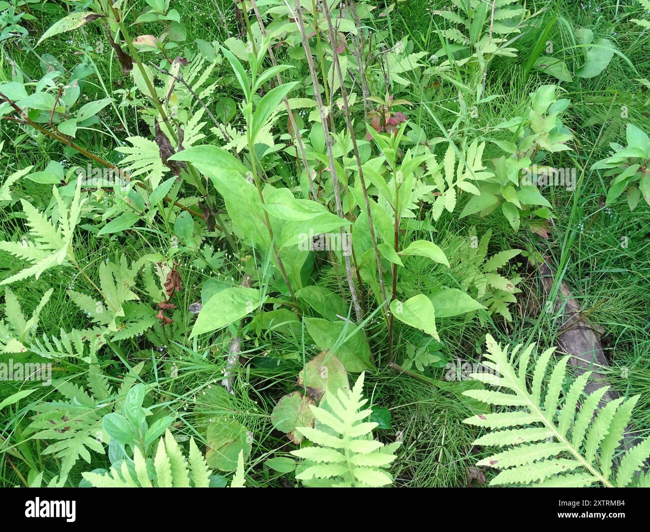 Swamp Goldenrod (Solidago patula) Plantae Stock Photo - Alamy