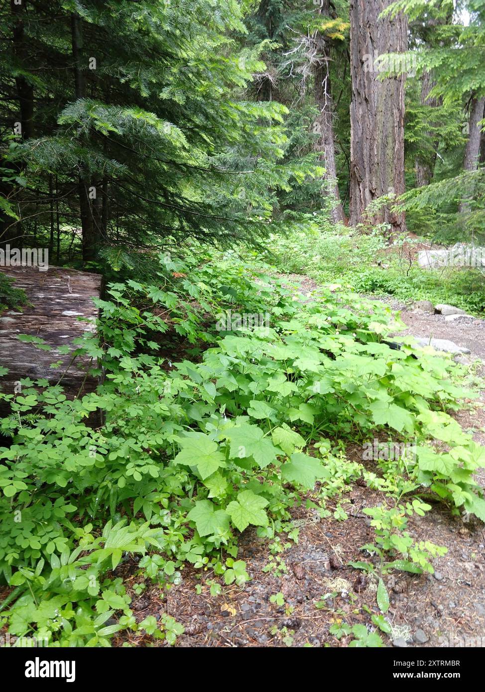 Tall Bluebell (Mertensia paniculata) Plantae Stock Photo - Alamy