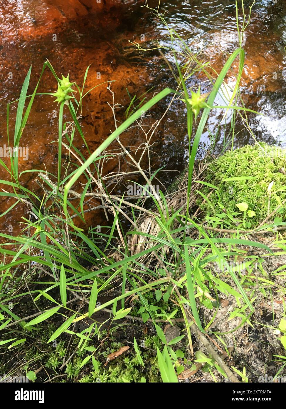 Gray's sedge (Carex grayi) Plantae Stock Photo - Alamy