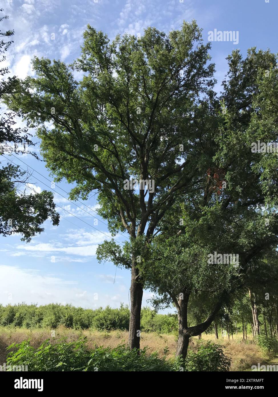 Cedar Elm (Ulmus crassifolia) Plantae Stock Photo - Alamy