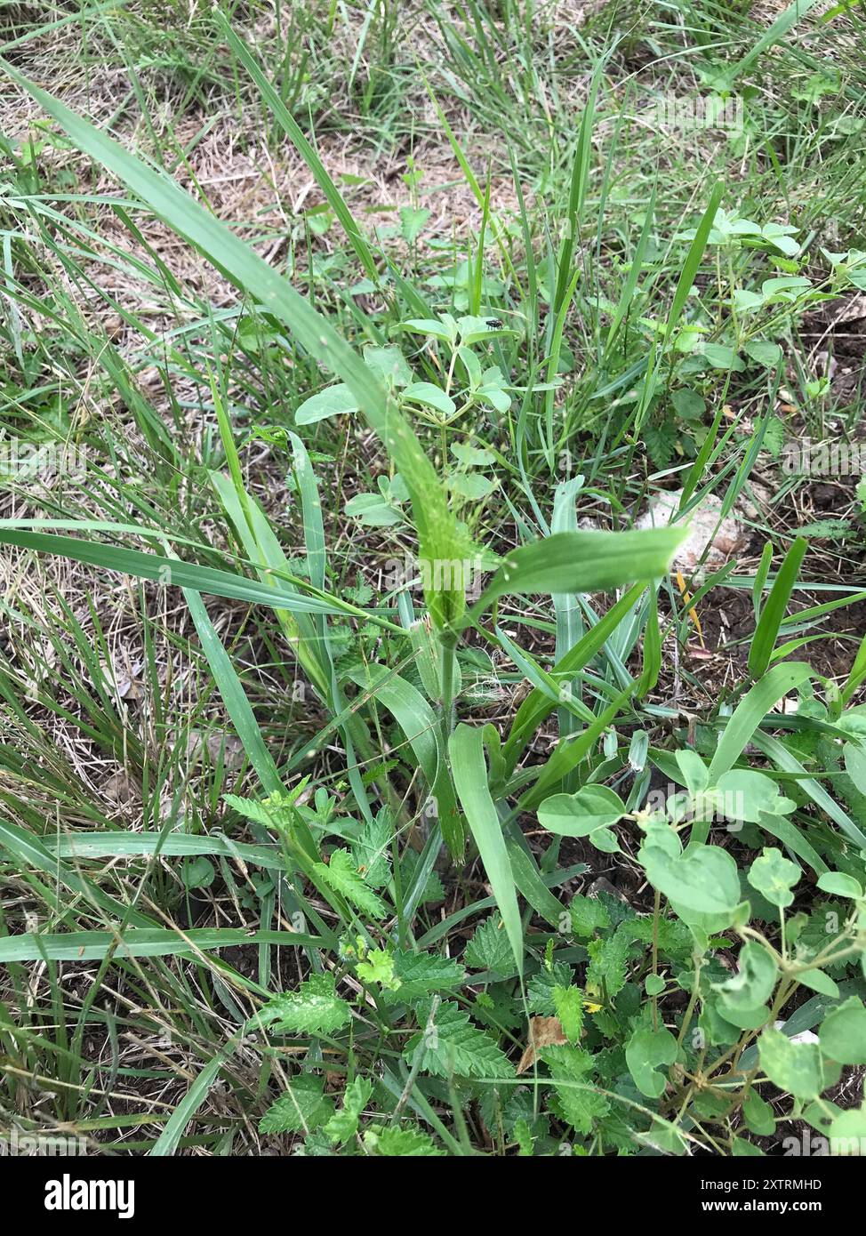 witch grass (Panicum capillare) Plantae Stock Photo - Alamy