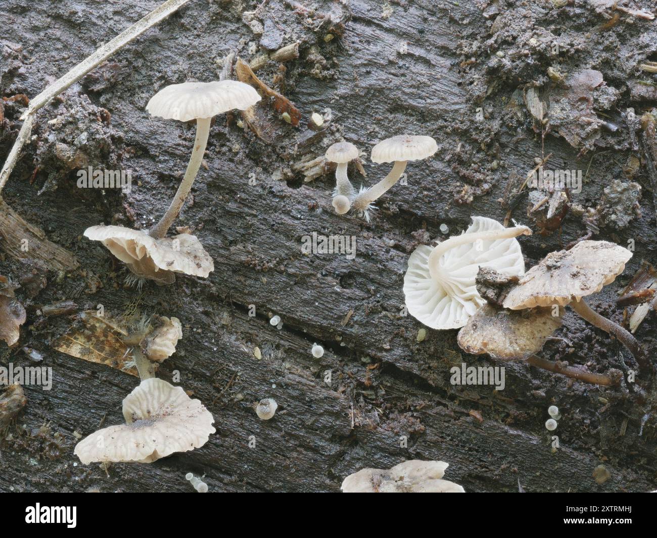 Phloeomana hi-res stock photography and images - Alamy