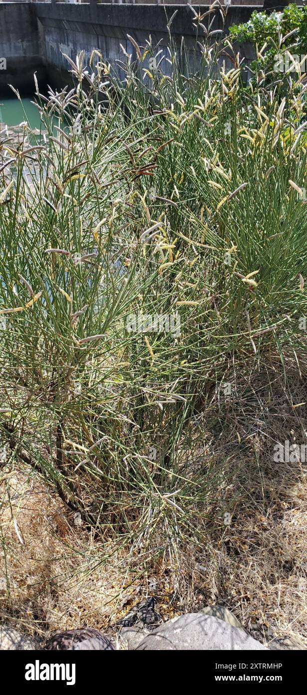Spanish Broom (Spartium junceum) Plantae Stock Photo - Alamy