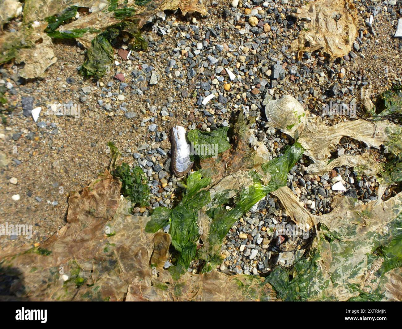 Atlantic Ribbed Mussel (Geukensia demissa) Mollusca Stock Photo - Alamy