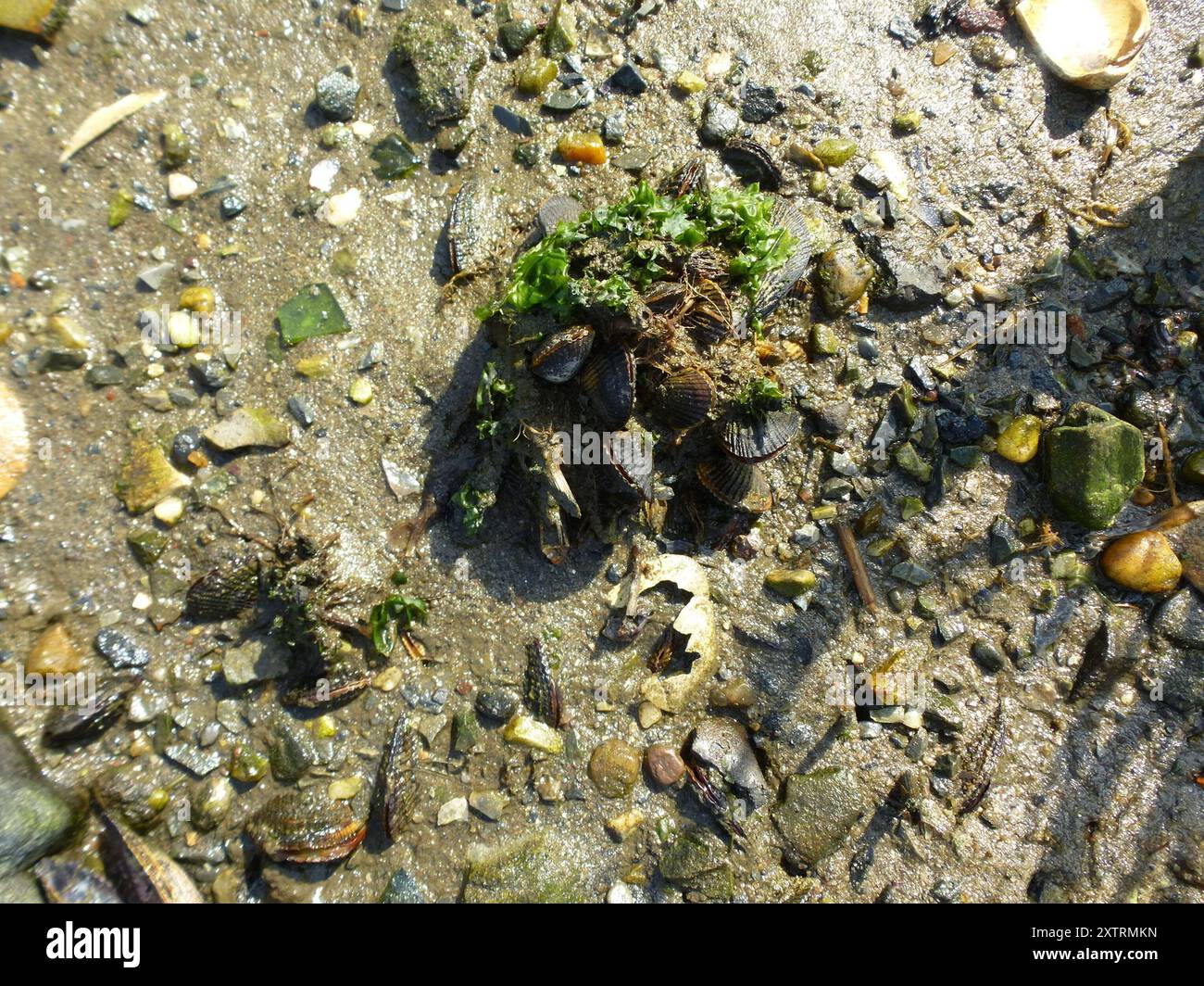 Atlantic Ribbed Mussel (Geukensia demissa) Mollusca Stock Photo - Alamy