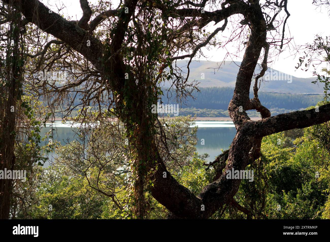 Southern White Milkwood (Sideroxylon inerme inerme) Plantae Stock Photo ...
