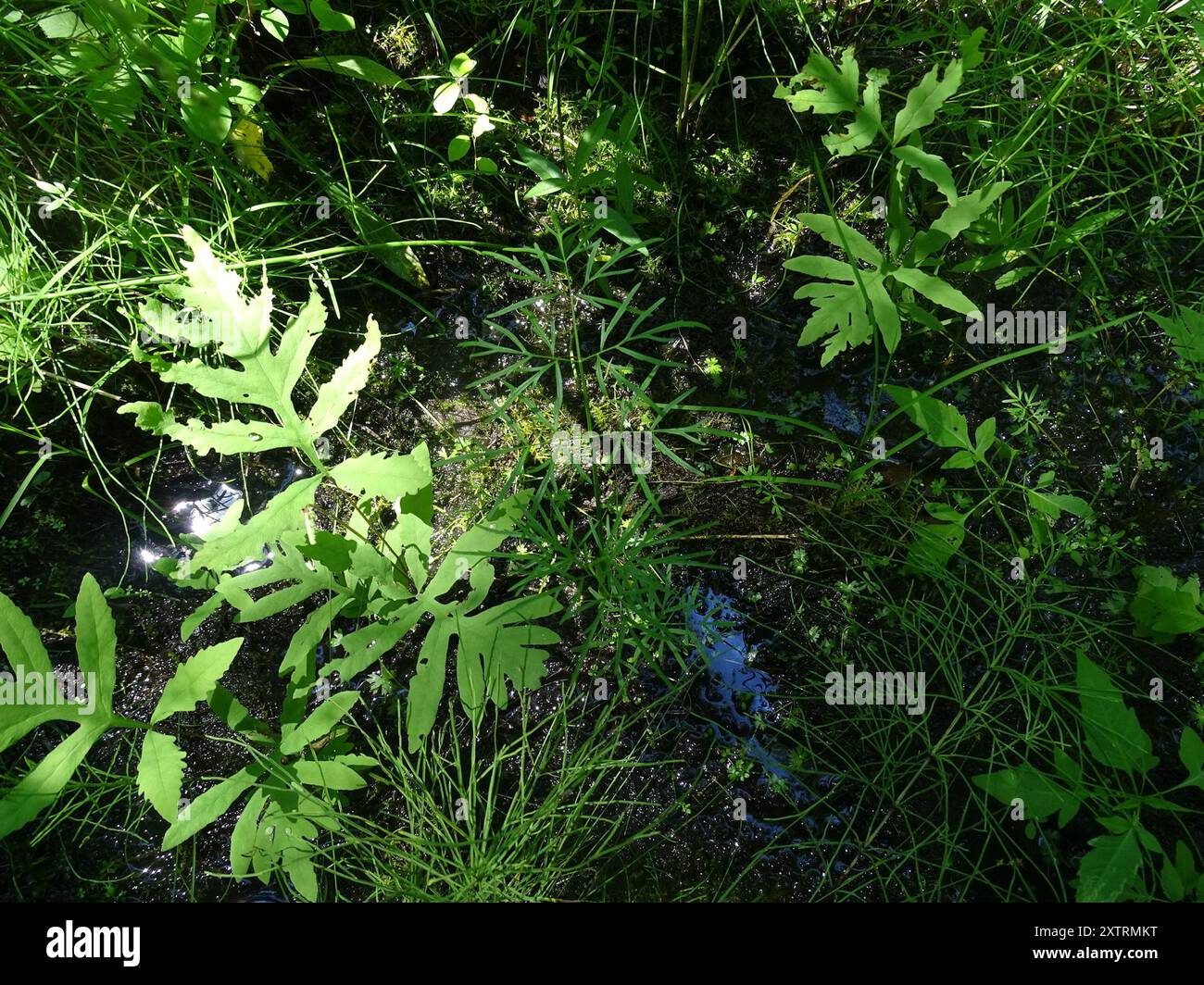 bulblet-bearing water hemlock (Cicuta bulbifera) Plantae Stock Photo ...