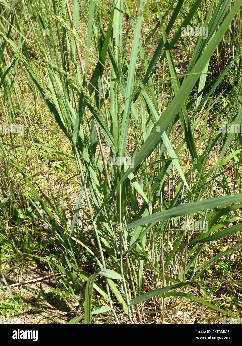 switchgrass (Panicum virgatum) Plantae Stock Photo - Alamy