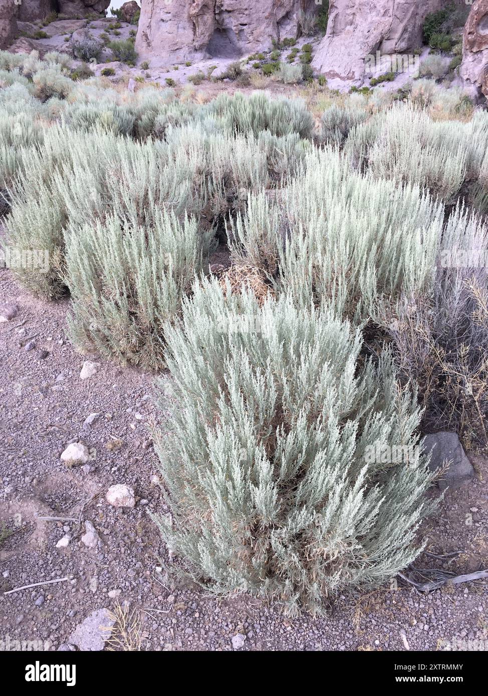 Big Sagebrush (Artemisia tridentata) Plantae Stock Photo - Alamy