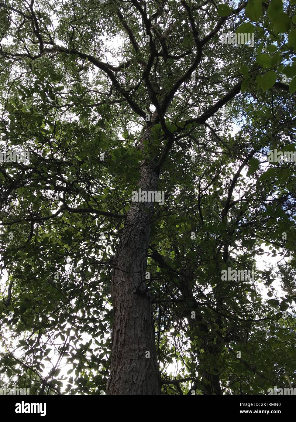 bastard oak (Quercus sinuata) Plantae Stock Photo - Alamy