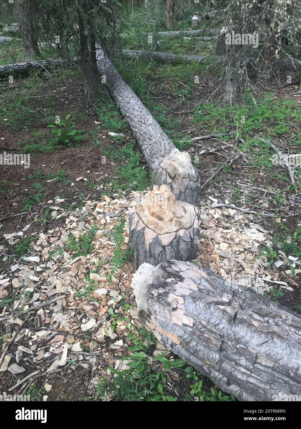 American Beaver (Castor canadensis) Mammalia Stock Photo - Alamy