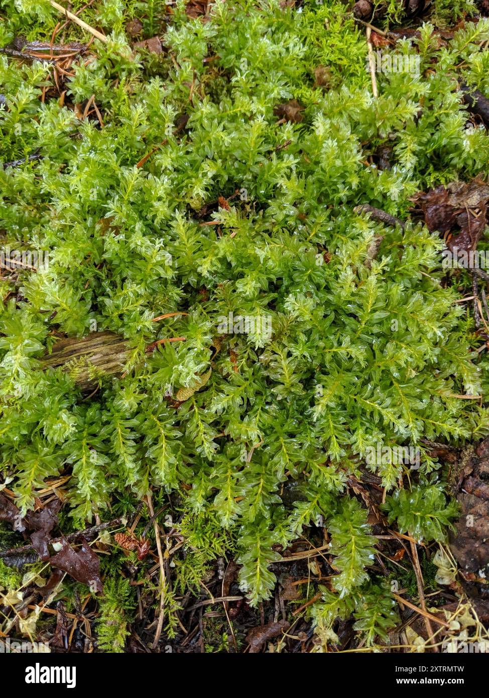 Badge Moss (Plagiomnium insigne) Plantae Stock Photo - Alamy