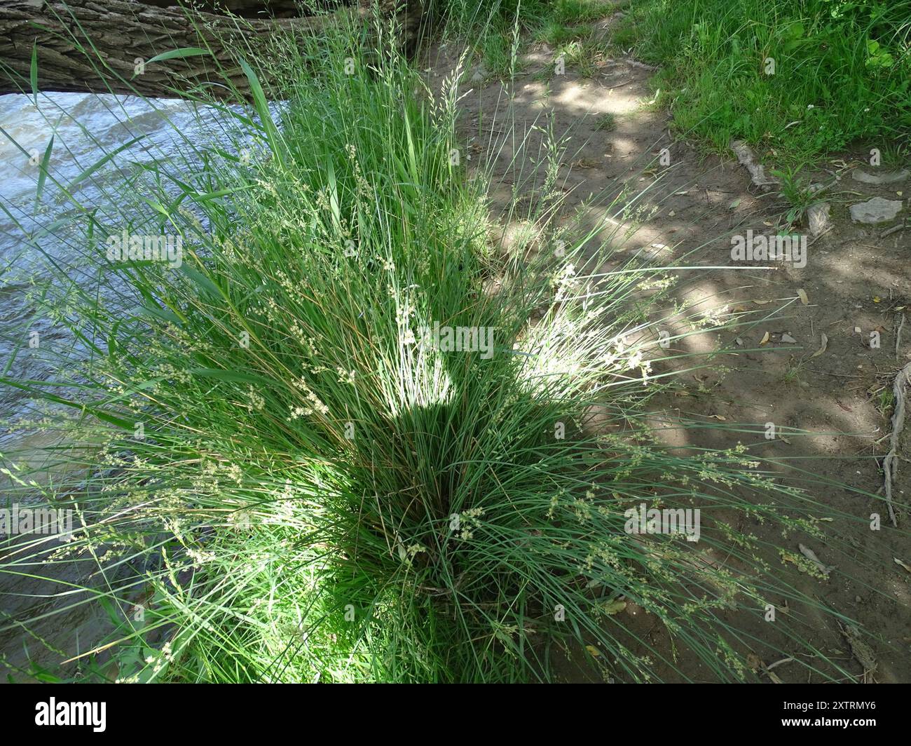 Hard Rush (Juncus inflexus) Plantae Stock Photo - Alamy