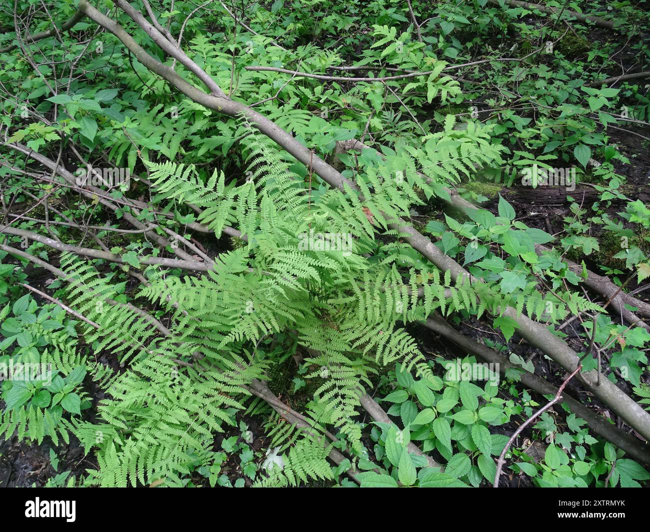 marsh fern (Thelypteris palustris) Plantae Stock Photo - Alamy