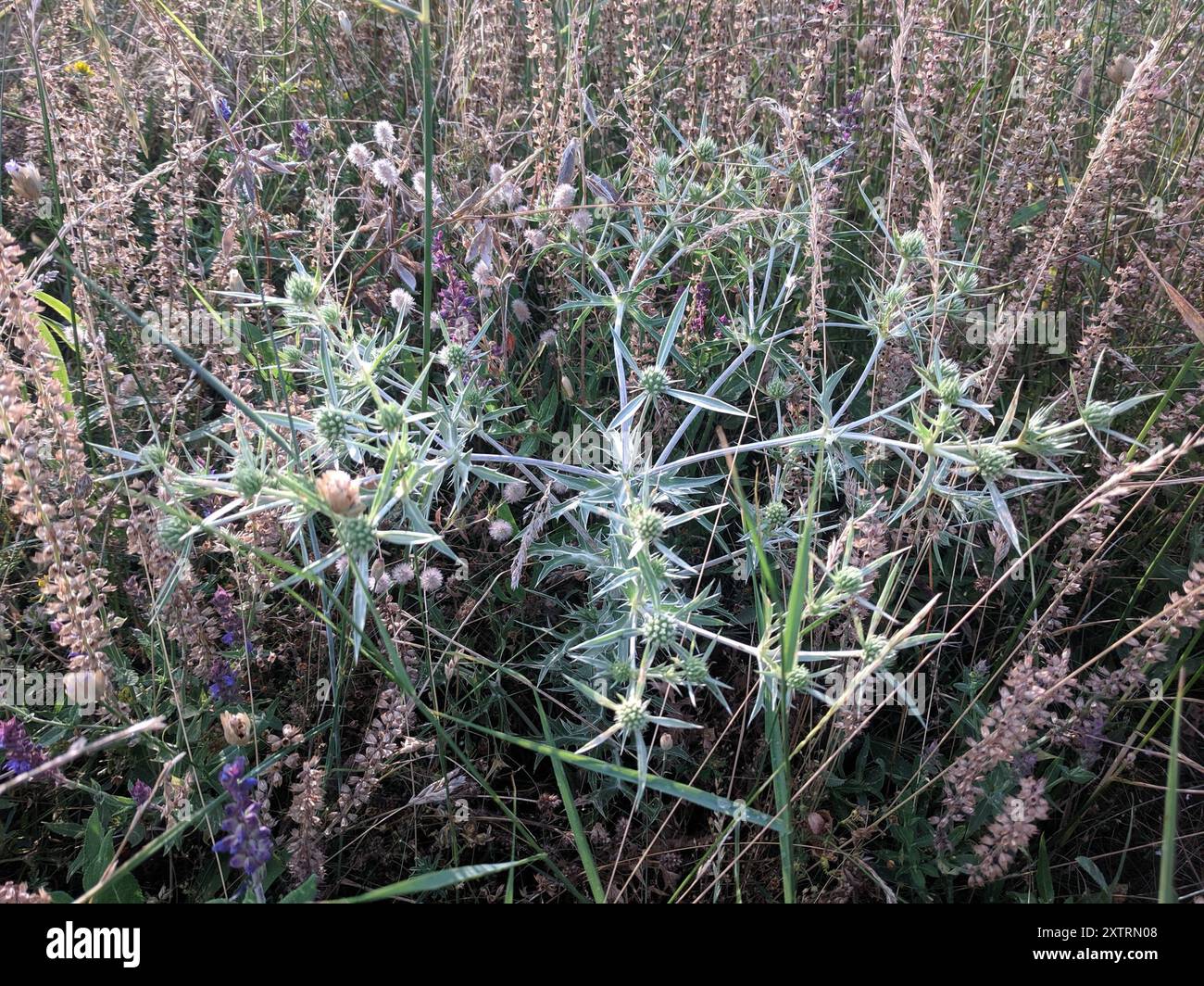 Field Eryngo (Eryngium campestre) Plantae Stock Photo - Alamy