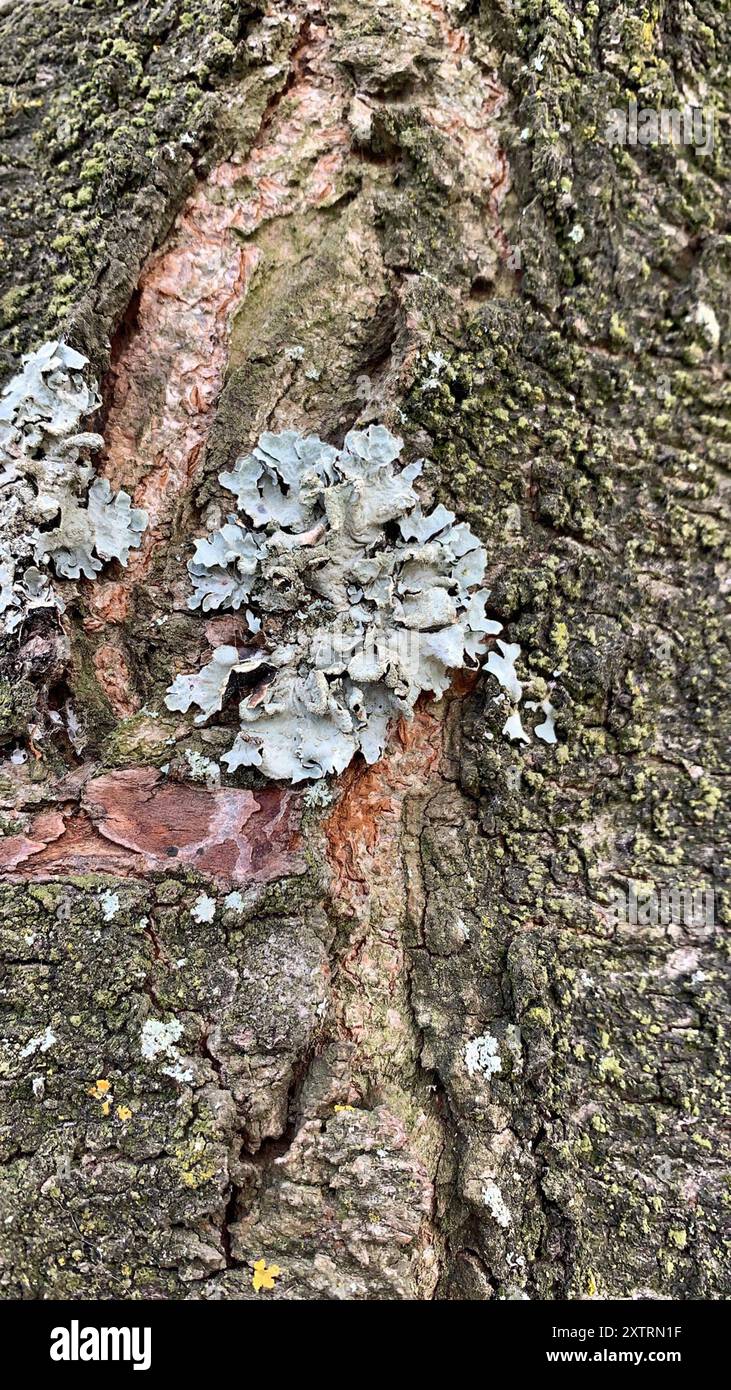 shield lichen (Parmelia sulcata) Fungi Stock Photo - Alamy