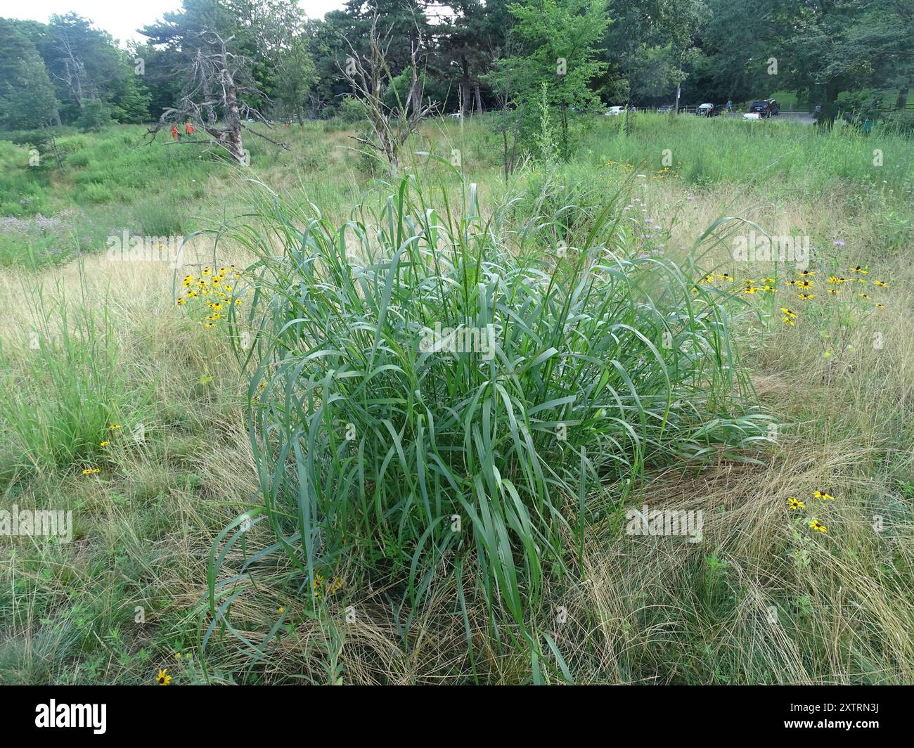 switchgrass (Panicum virgatum) Plantae Stock Photo - Alamy
