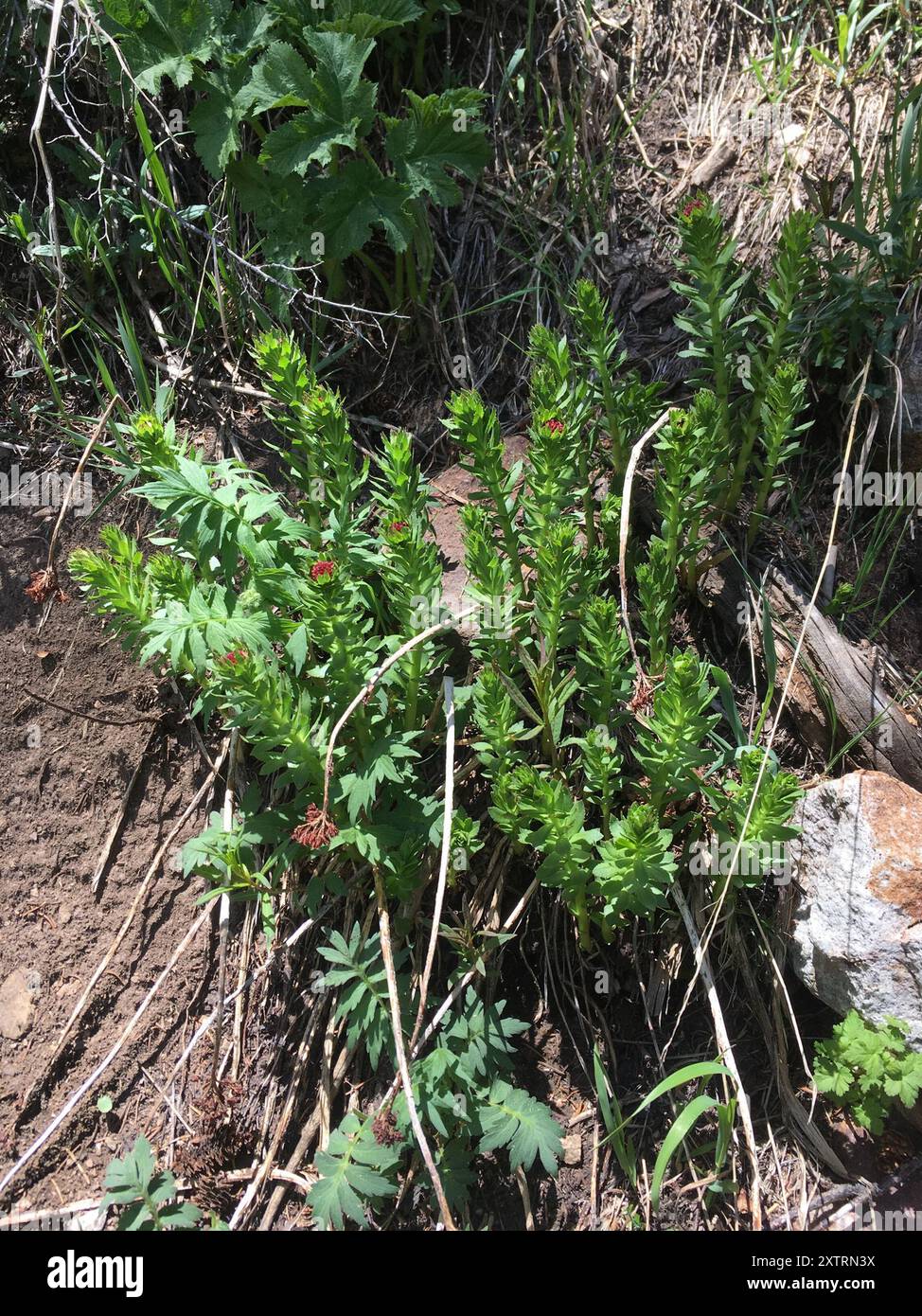 western roseroot (Rhodiola integrifolia) Plantae Stock Photo - Alamy
