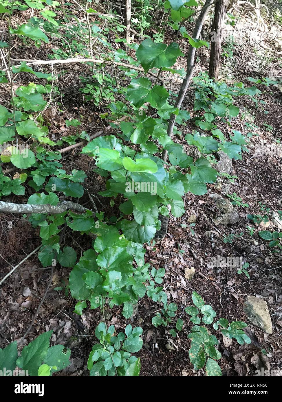 Texas redbud (Cercis canadensis texensis) Plantae Stock Photo - Alamy