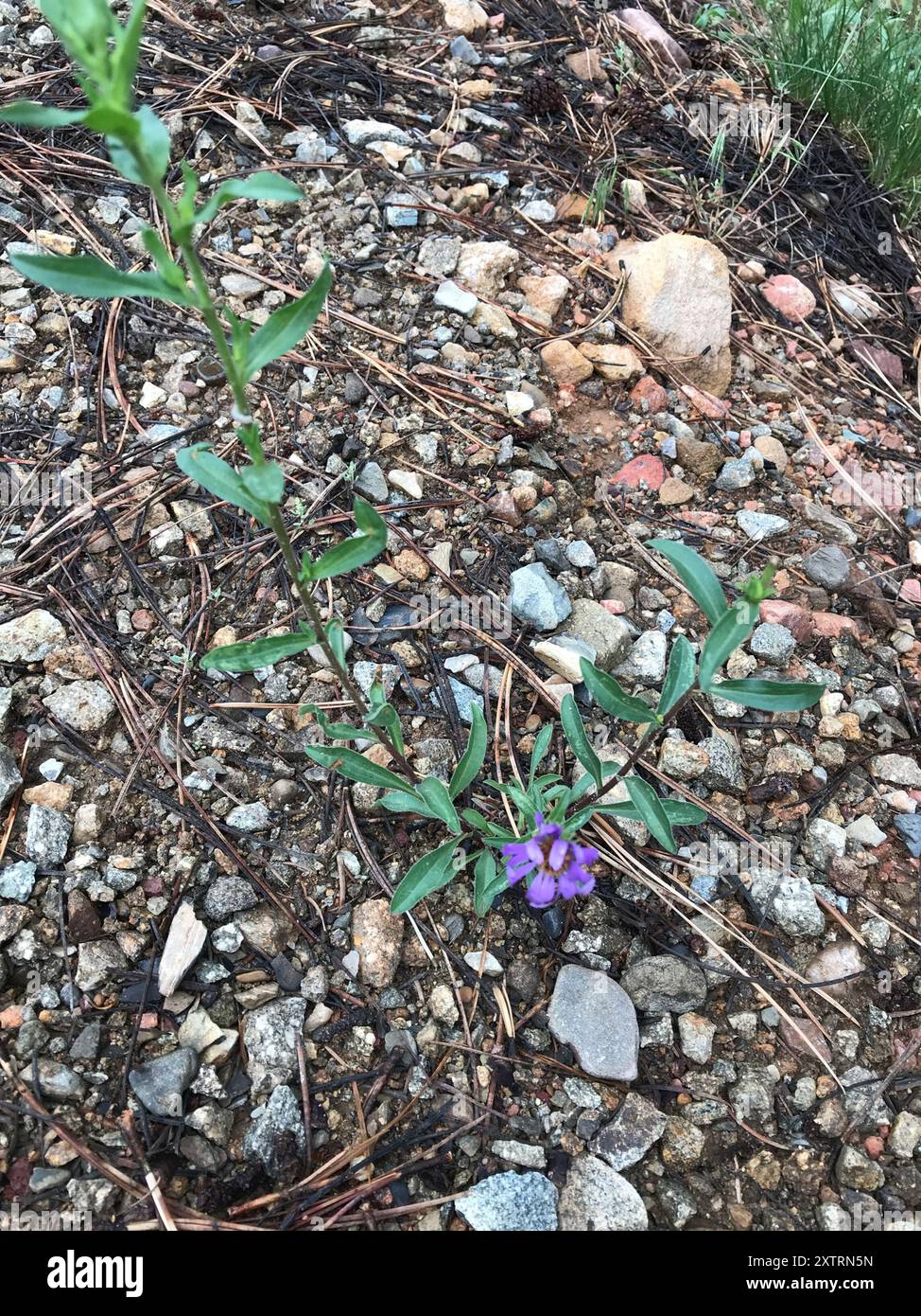 asters and allies (Astereae) Plantae Stock Photo - Alamy