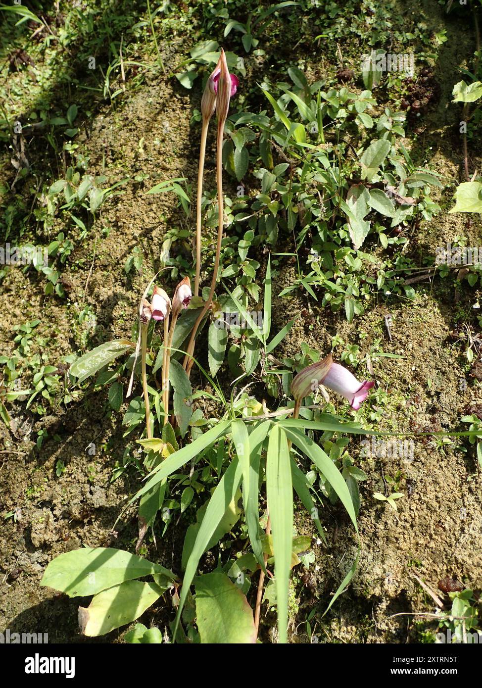 Indian Broomrape (Aeginetia indica) Plantae Stock Photo - Alamy