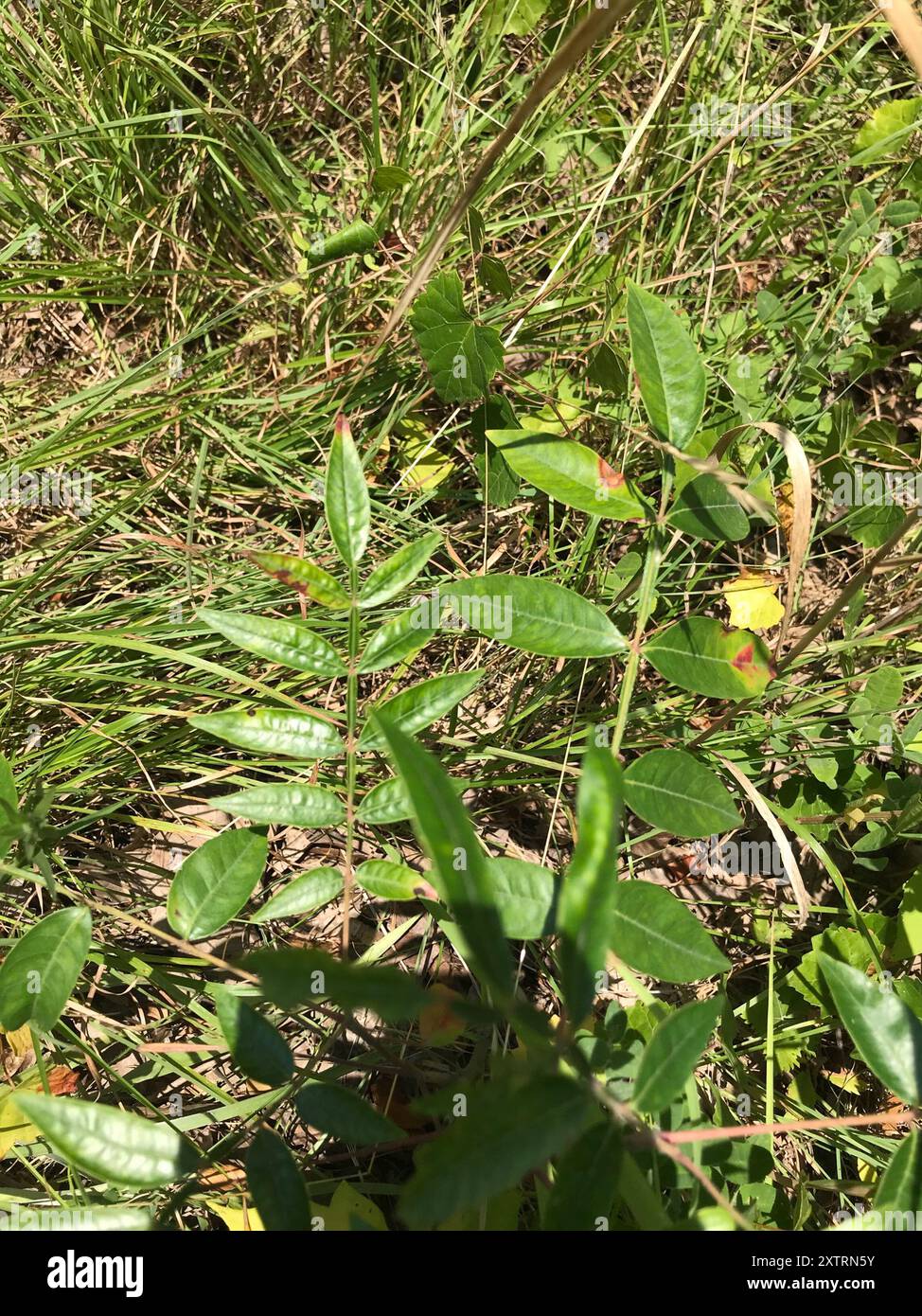 shining sumac (Rhus copallinum) Plantae Stock Photo - Alamy