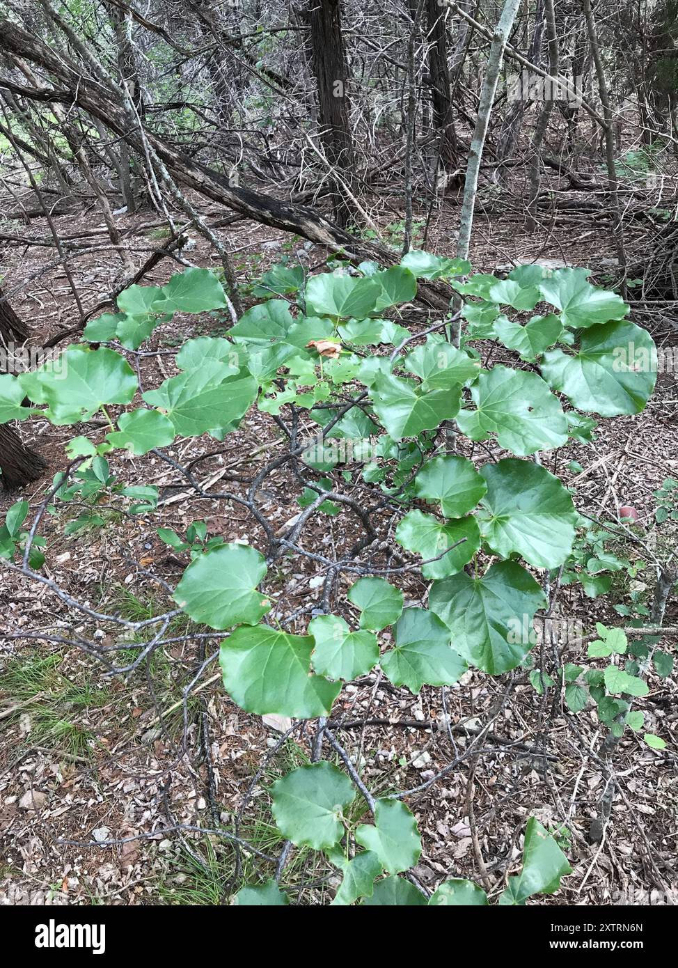 Texas redbud (Cercis canadensis texensis) Plantae Stock Photo - Alamy