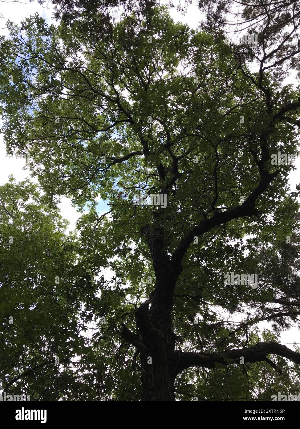 Buckley's oak (Quercus buckleyi) Plantae Stock Photo - Alamy
