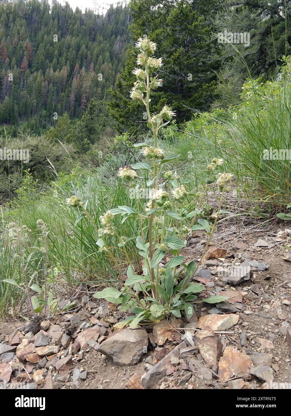Scorpionweeds (Phacelia) Plantae Stock Photo - Alamy
