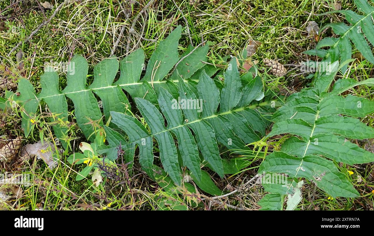 vascular plants (Tracheophyta) Plantae Stock Photo - Alamy