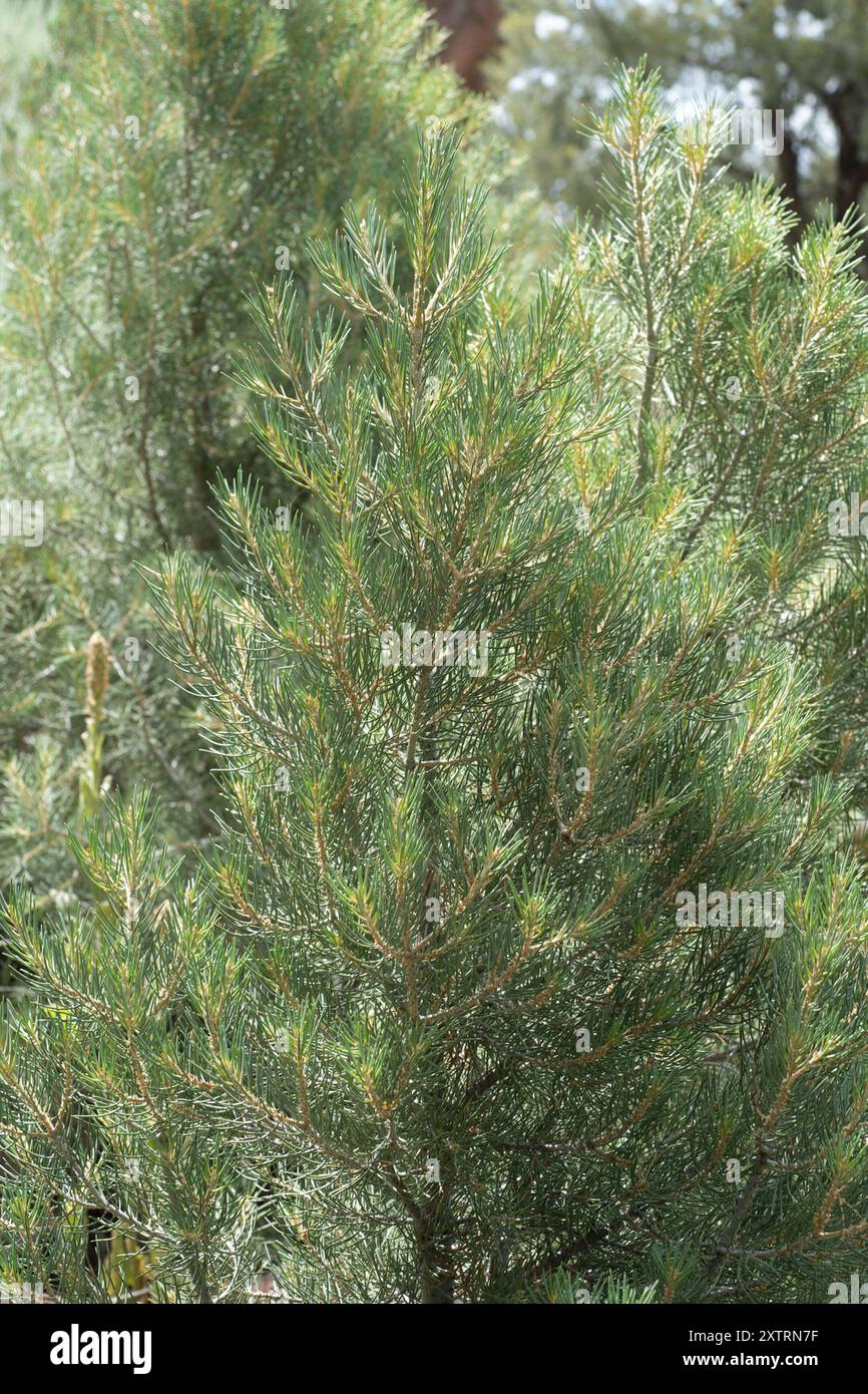 singleleaf pinyon (Pinus monophylla) Plantae Stock Photo - Alamy