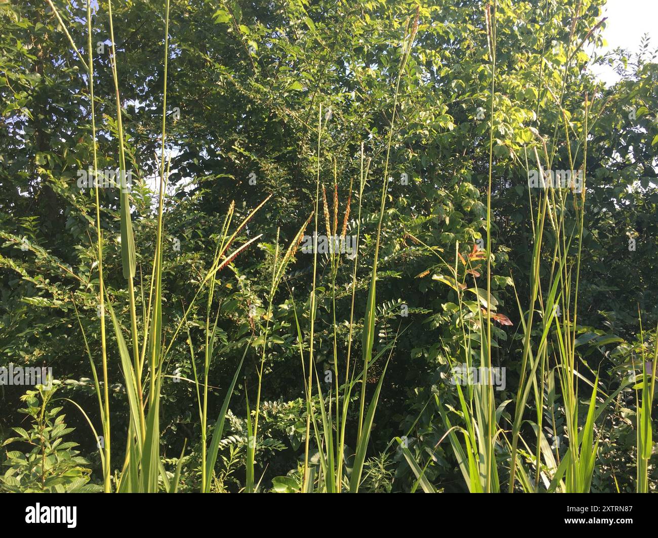 eastern gamagrass (Tripsacum dactyloides) Plantae Stock Photo - Alamy