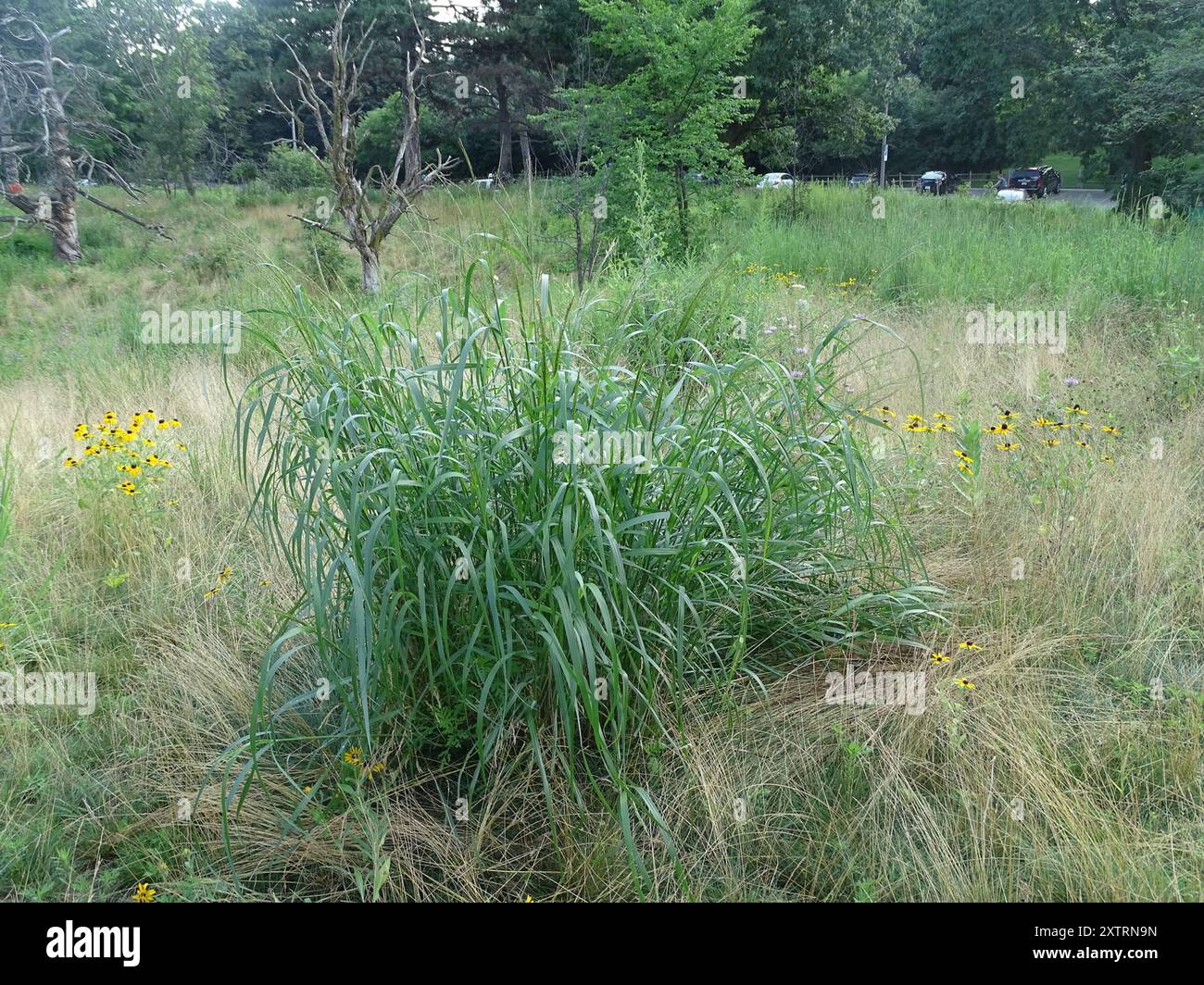 switchgrass (Panicum virgatum) Plantae Stock Photo - Alamy