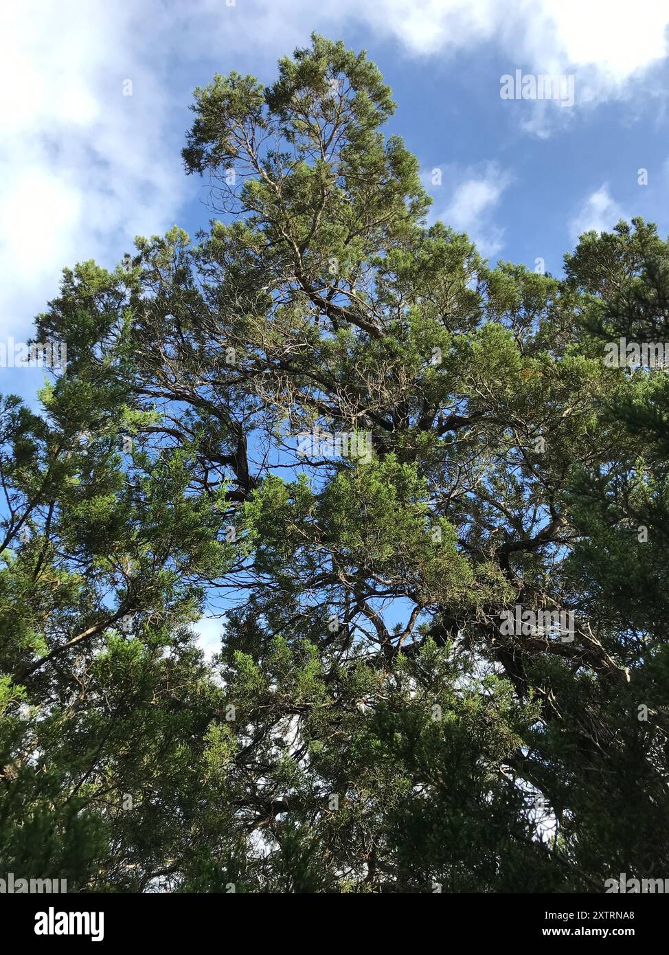 Ashe juniper (Juniperus ashei) Plantae Stock Photo - Alamy