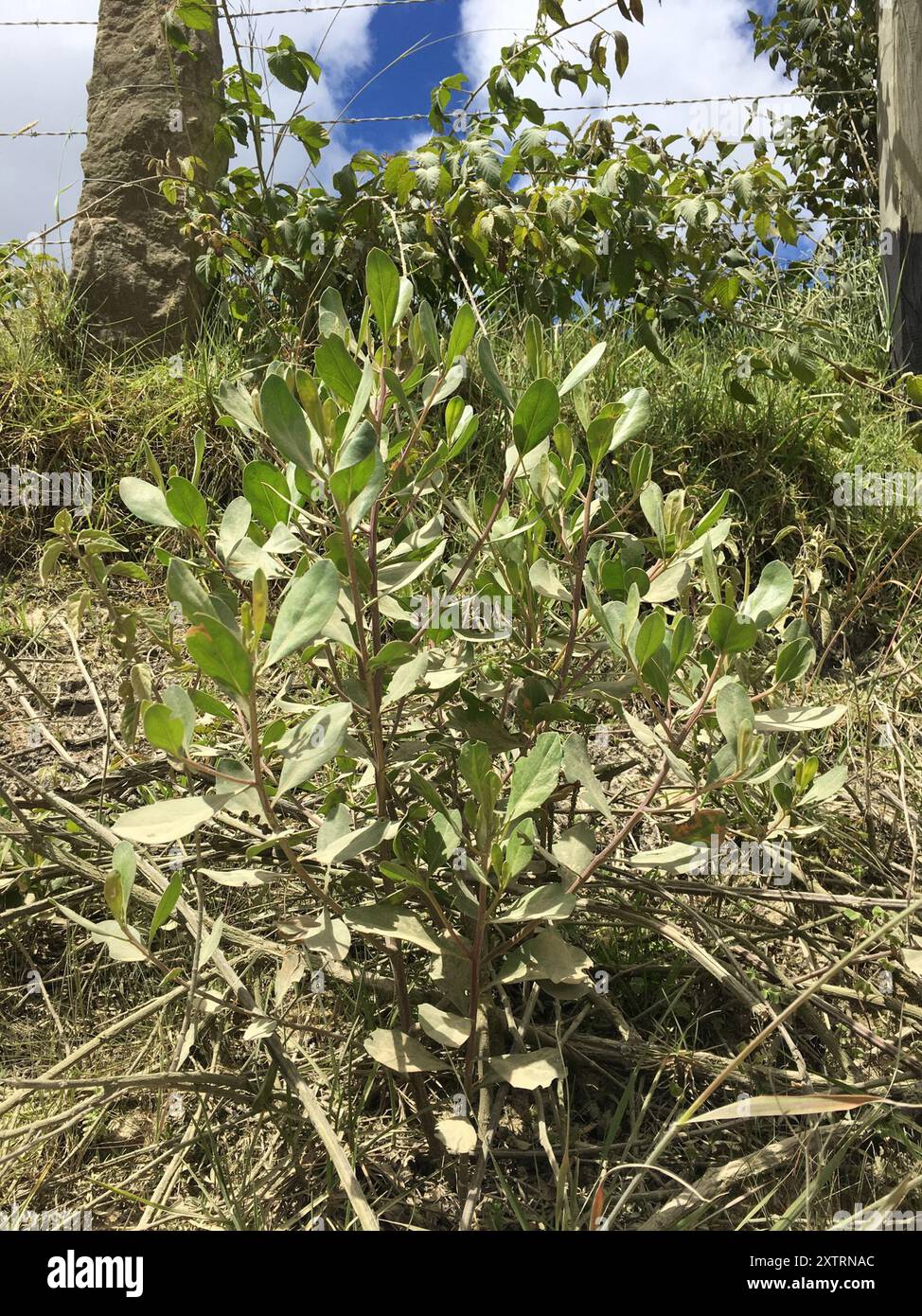 (Baccharis macrantha) Plantae Stock Photo - Alamy