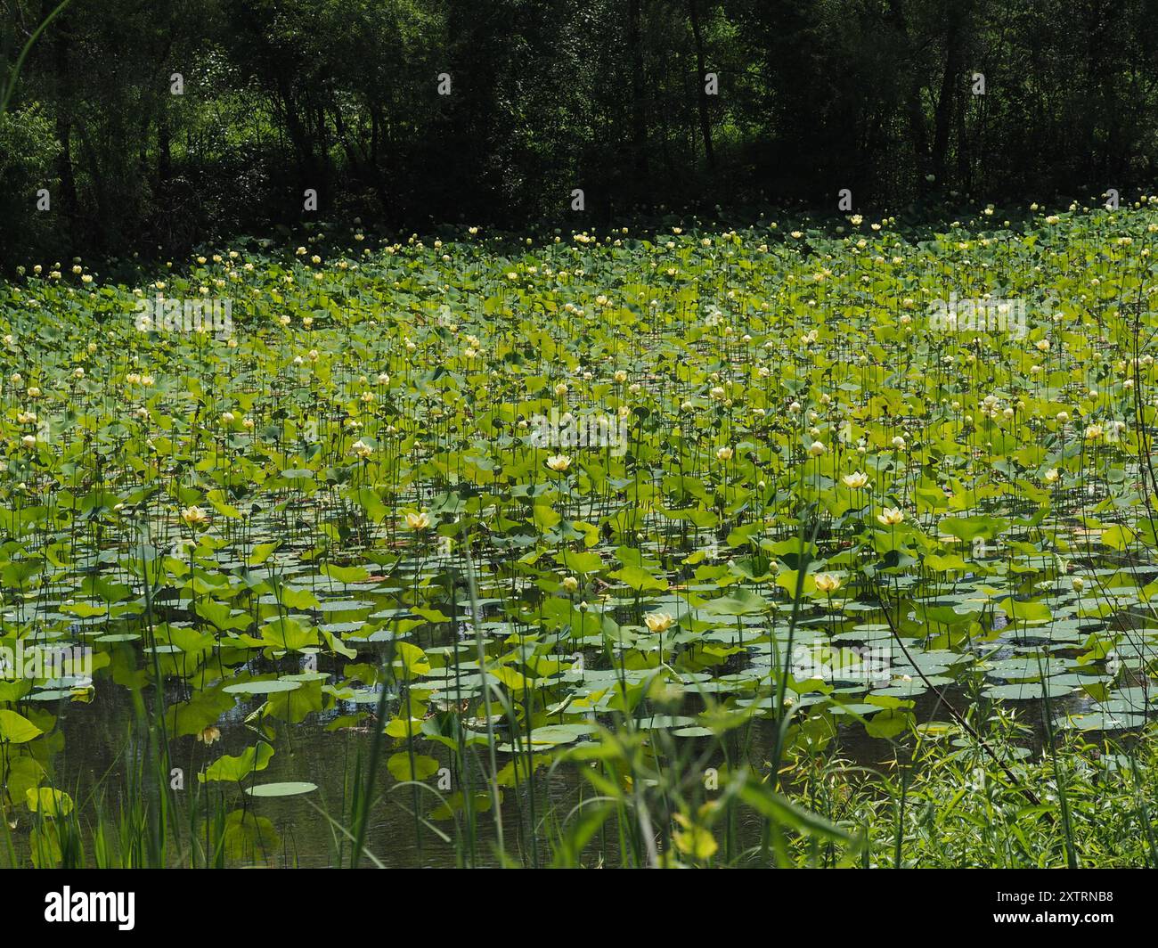 American lotus (Nelumbo lutea) Plantae Stock Photo - Alamy