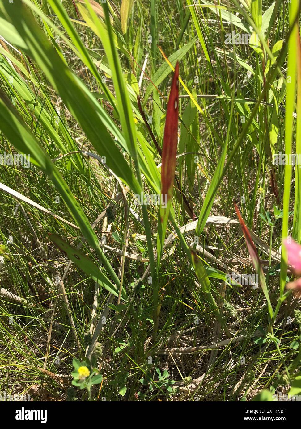 flowering plants (Angiospermae) Plantae Stock Photo - Alamy